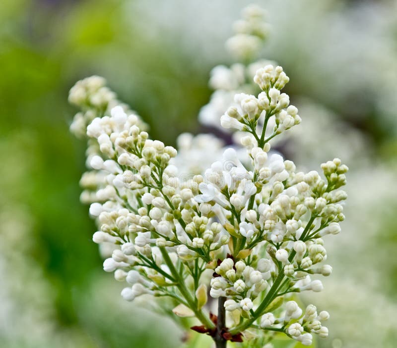Siren bush in bloom stock image. Image of floral, petals - 12226591