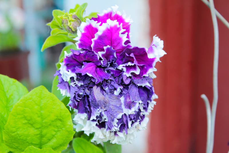 Siren Pink Flower Blooms in a Bowl on an Arch Stock Image - Image of ...