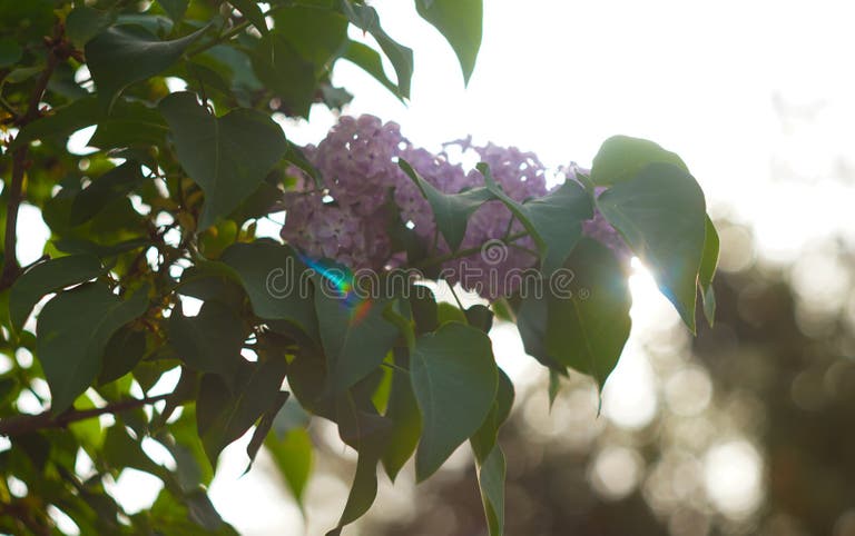 311 Siren Head Woods Stock Photos - Free & Royalty-Free Stock Photos ...