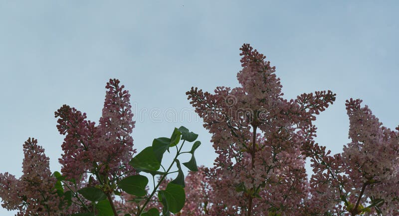 337 Siren Flower Stock Photos - Free & Royalty-Free Stock Photos from ...