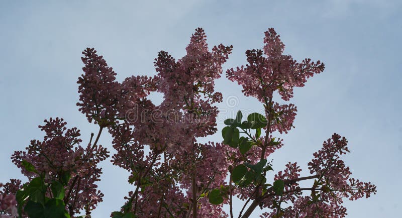 Flowers of Siren Tree Branches Stock Image - Image of freshness, green ...