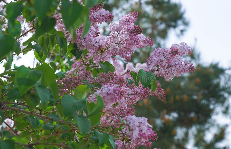 Flowers of Siren Tree Branches Stock Photo - Image of plant, blue ...