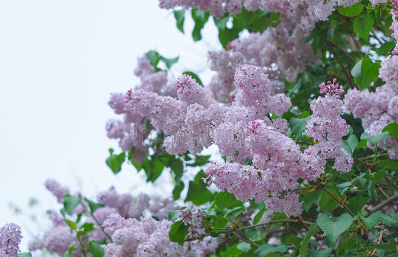 Flowers of Siren Tree Branches Stock Photo - Image of botanical, summer ...