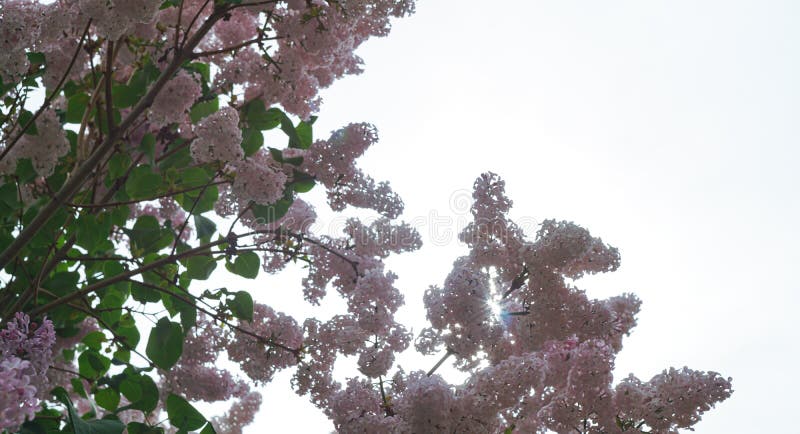Flowers of Siren Tree Branches Stock Photo - Image of spring, tree ...