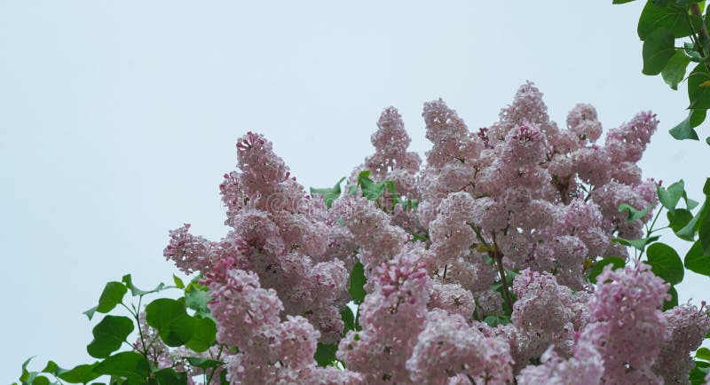 Flowers of Siren Tree Branches Stock Photo - Image of beautiful, floral ...