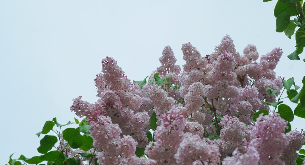 Flowers of Siren Tree Branches Stock Photo - Image of beautiful, floral ...