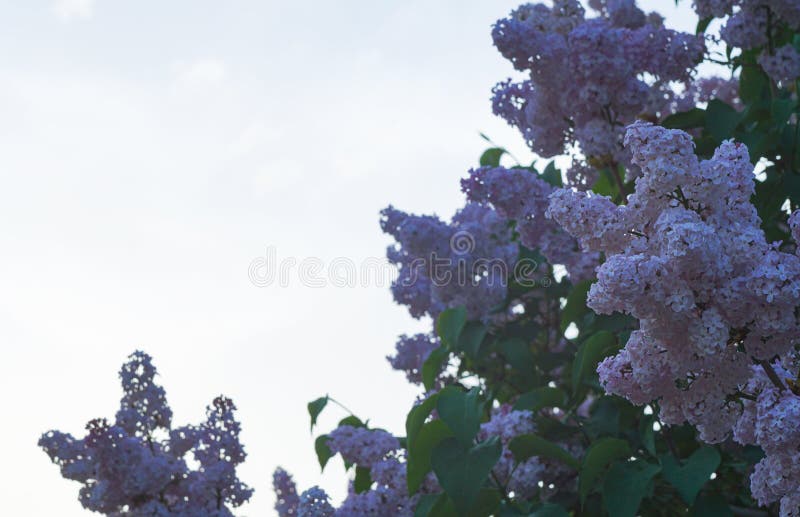 Flowers of Siren Tree Branches Stock Photo - Image of floral, summer ...