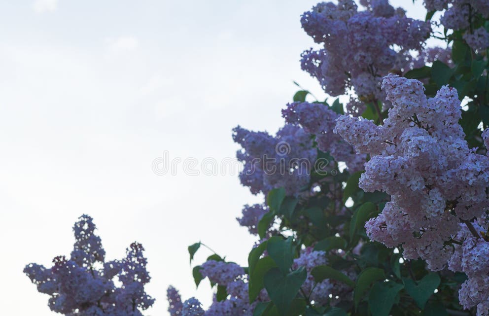Flowers of Siren Tree Branches Stock Photo - Image of floral, summer ...