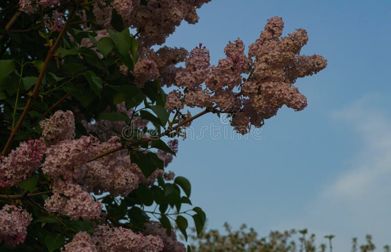 Flowers of Siren Tree Branches Stock Photo - Image of beauty, blooming ...