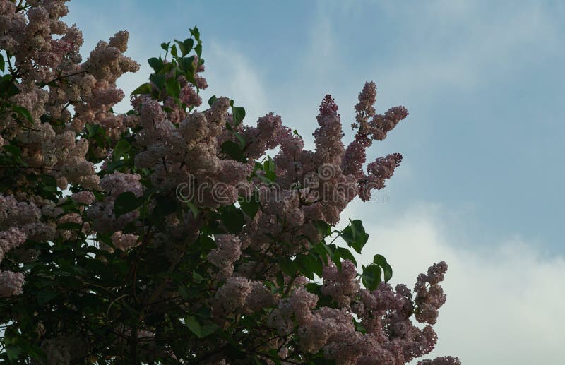Flowers of Siren Tree Branches Stock Photo - Image of beautiful, purple ...