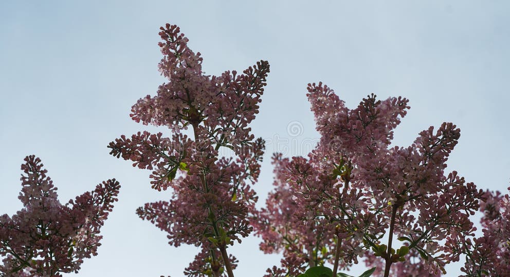 Flowers of Siren Tree Branches Stock Photo - Image of botany, blooming ...