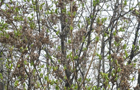 The Siren tree is budding stock photo. Image of blooming - 274371322