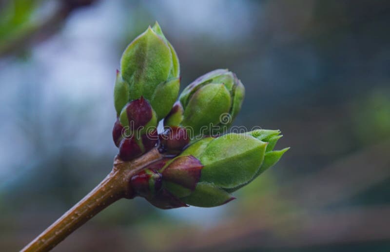 Siren tree buds stock photo. Image of bright, tree, nature - 244974566