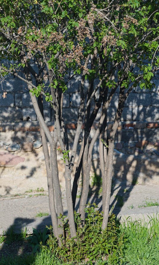 Siren tree stock photo. Image of green, bloom, lilac - 274741232