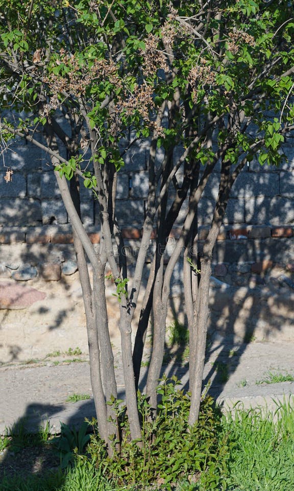 Siren tree stock photo. Image of green, bloom, lilac - 274741232