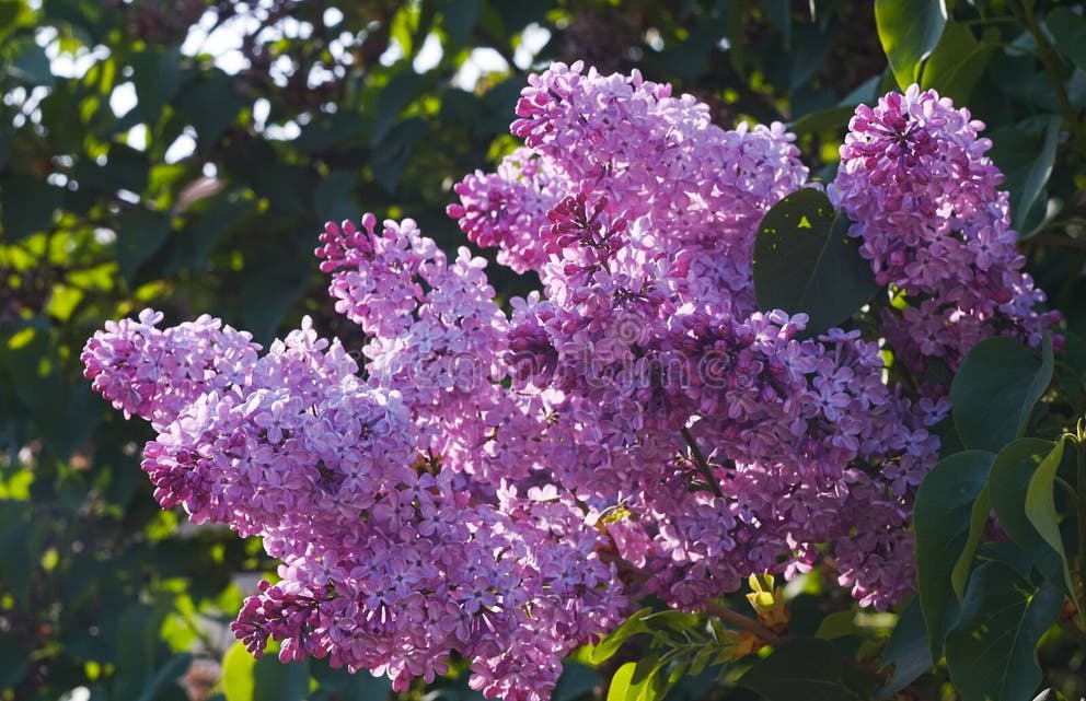 Siren tree flowers stock image. Image of siren, romance - 275193047