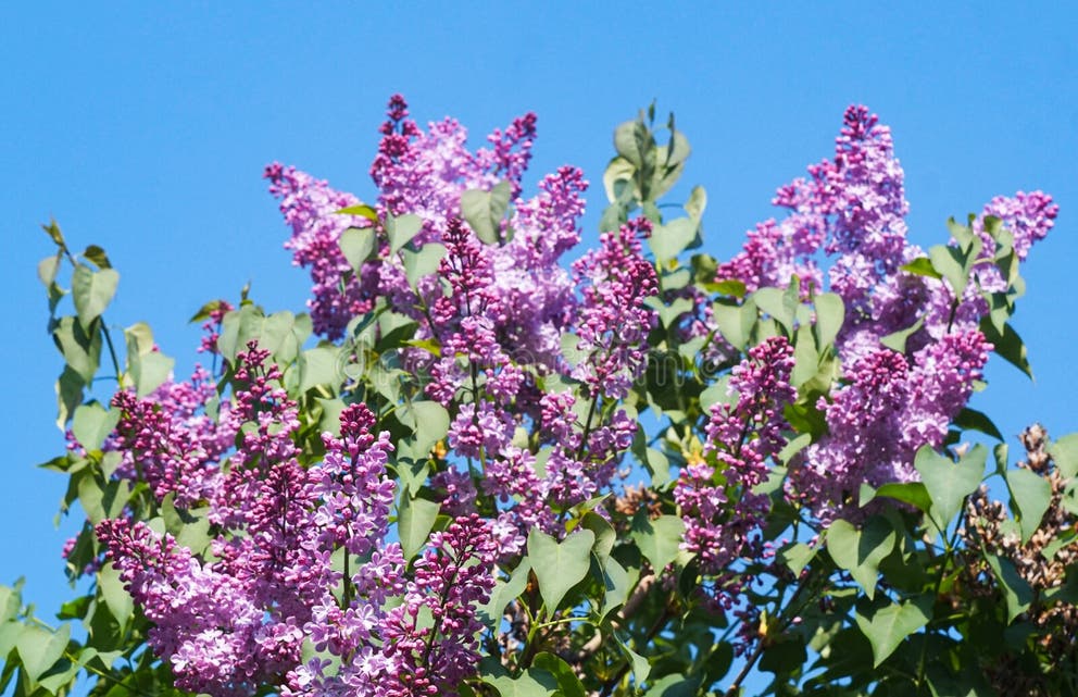 Siren tree flowers stock photo. Image of bush, colours - 275193082