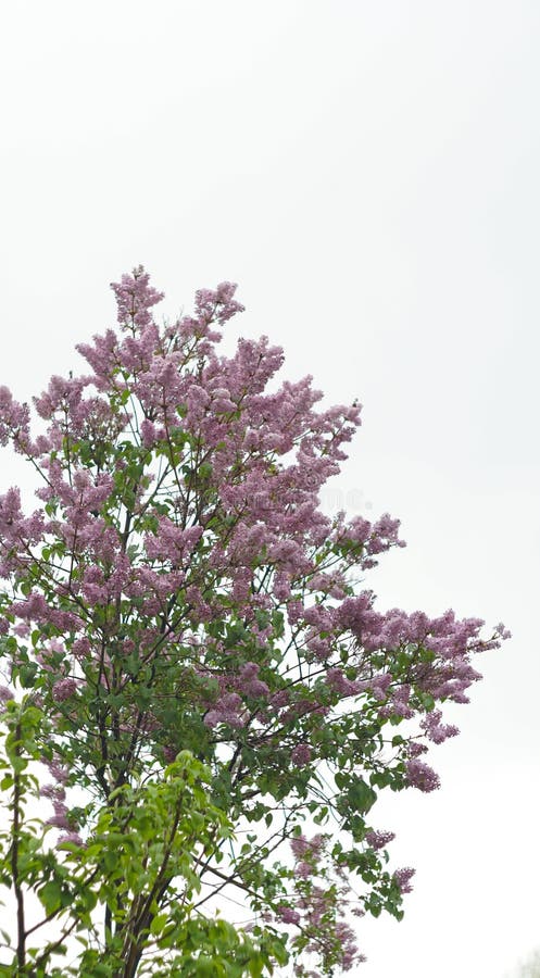 The Siren Tree is in Full Bloom Stock Image - Image of freshness, blue ...
