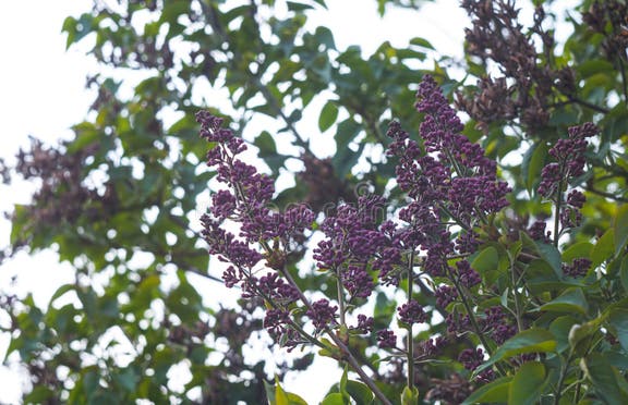 Siren tree unopened buds stock photo. Image of beautiful - 274740236