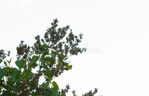 Siren tree unopened buds stock photo. Image of blooming - 274740612