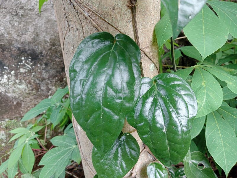 Siri Leaves Creep Up Tree Trunks Stock Image - Image of food, green ...