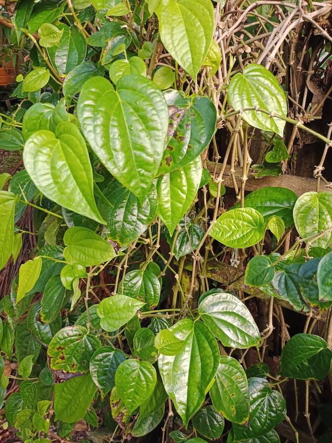 Siri Leaves, Natural, Many Benefits. Green Leaves Stock Image - Image ...