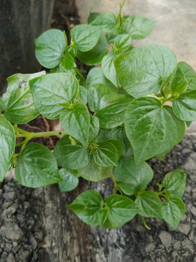 Sirih Cina Leaves / Chinese Betel Leaves (Peperomia Pellucida) Growing ... Sirih Cina Leaves / Chinese Betel Leaves (Peperomia Pellucida) Growing ...