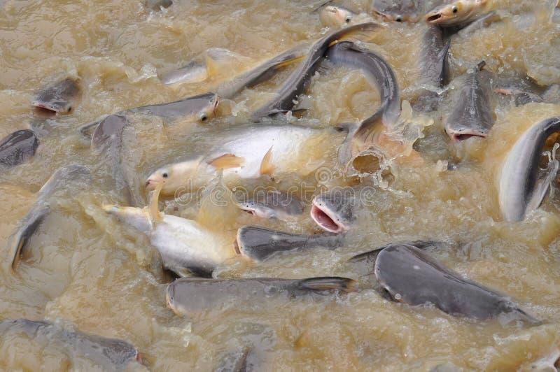 Siriped Catfish stock image. Image of animal, asia, pangasius - 37933509