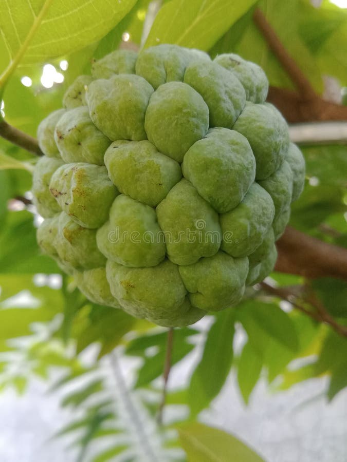 Sirsak fruit local stock image. Image of crop, shrub - 259008271