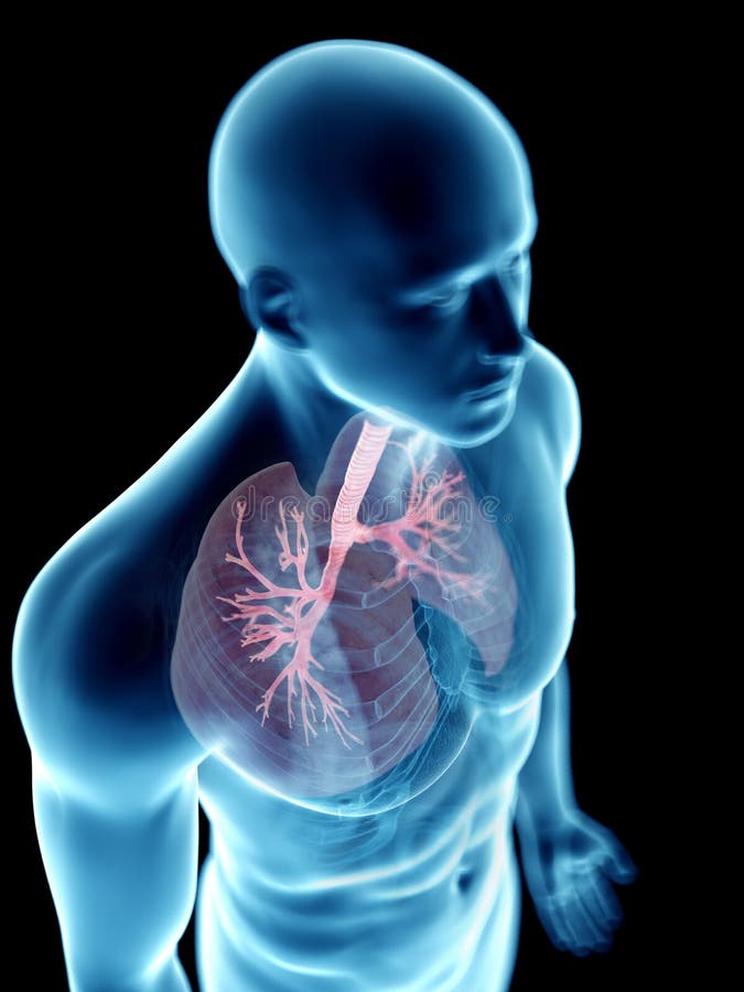 Bronquios Ilustraciones Stock, Vectores, Y Clipart – (8,454 ...