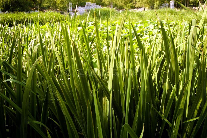 Sisal stock photo. Image of sisal, garden, leaf, plants - 13360682
