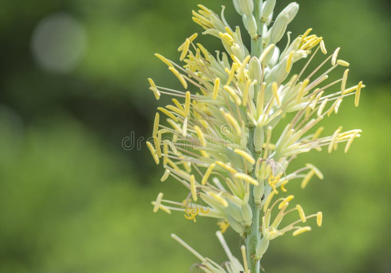 Sisal flower stock photo. Image of detail, bloom, medicine - 56541488