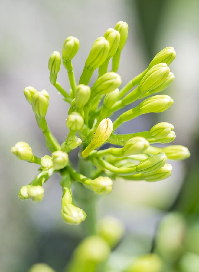 Sisal flower stock photo. Image of cactus, beauty, hardy - 79158176