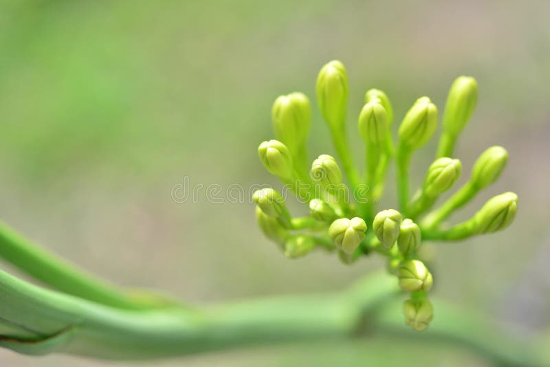 Sisal flower stock photo. Image of beautiful, macro, color - 79158186