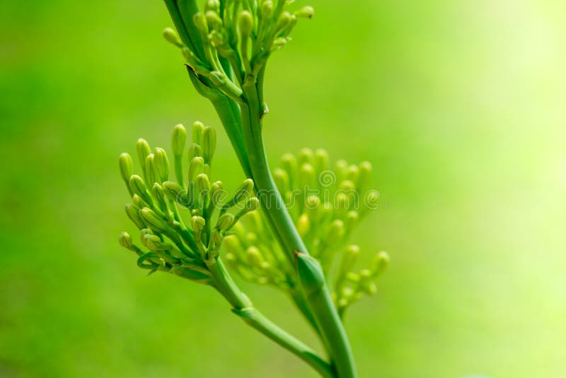 Sisal flower stock photo. Image of leaf, growth, herb - 79158214