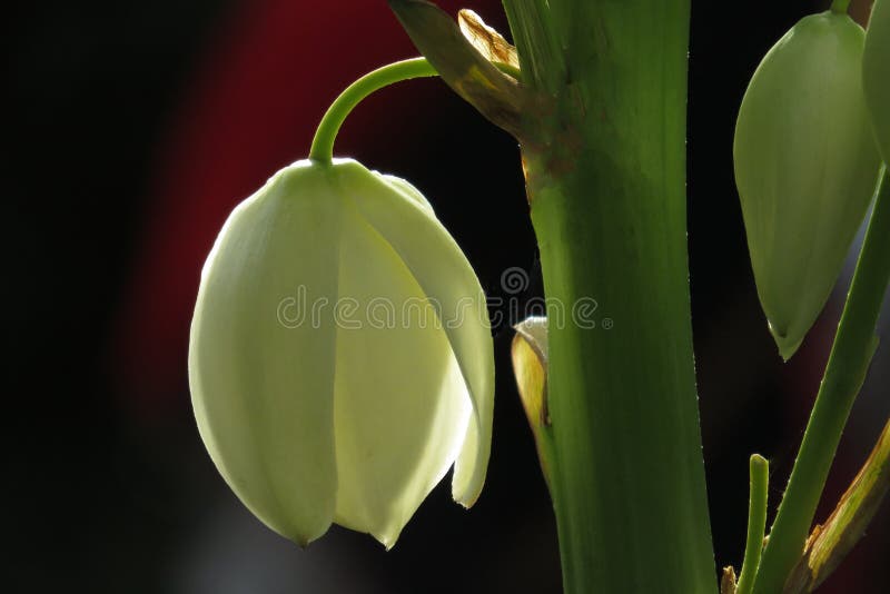 Sisal flowers in the sky stock image. Image of material - 60746865
