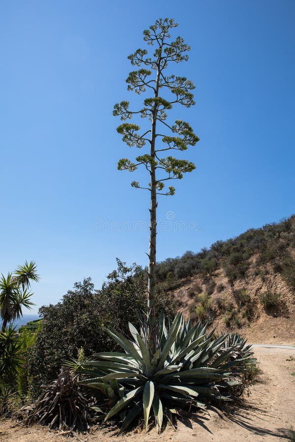 Sisal flowering stock photo. Image of helan, ninxia - 127539198