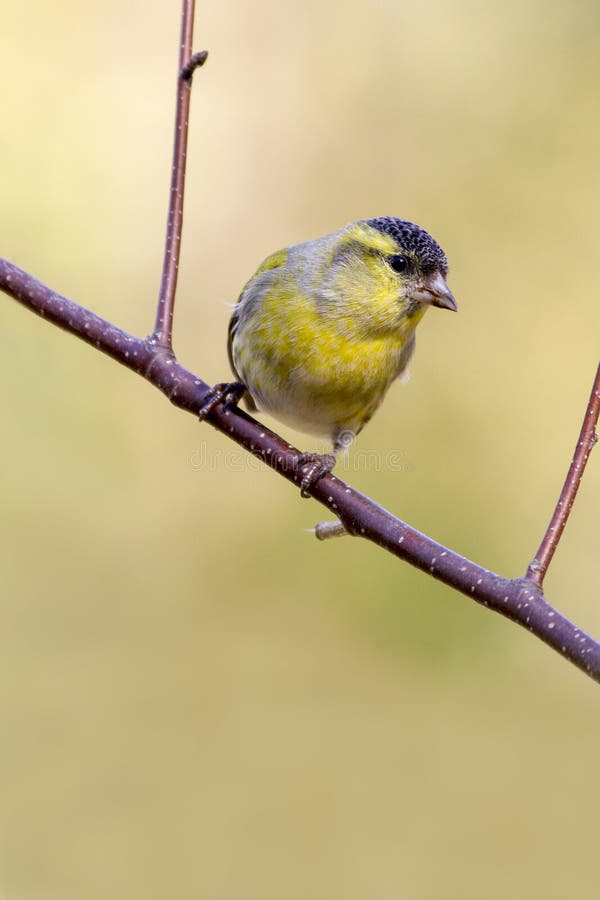 Siskin stock photo. Image of wildlife, spinus, yellow - 27281408