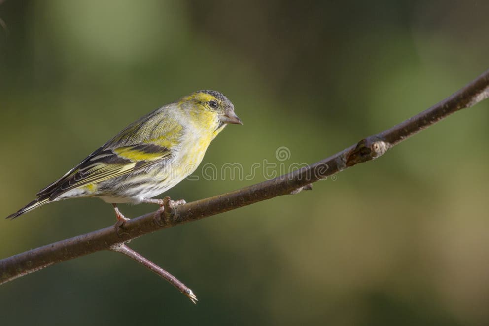 Siskin stock photo. Image of small, siskin, carduelis - 27443094