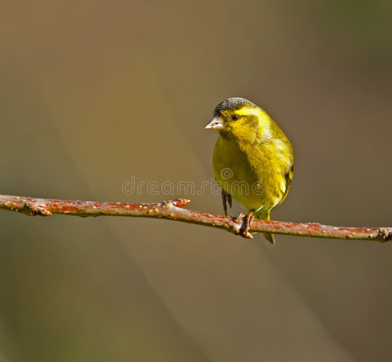 Siskin stock image. Image of pine, feathers, male, yellow - 29006335