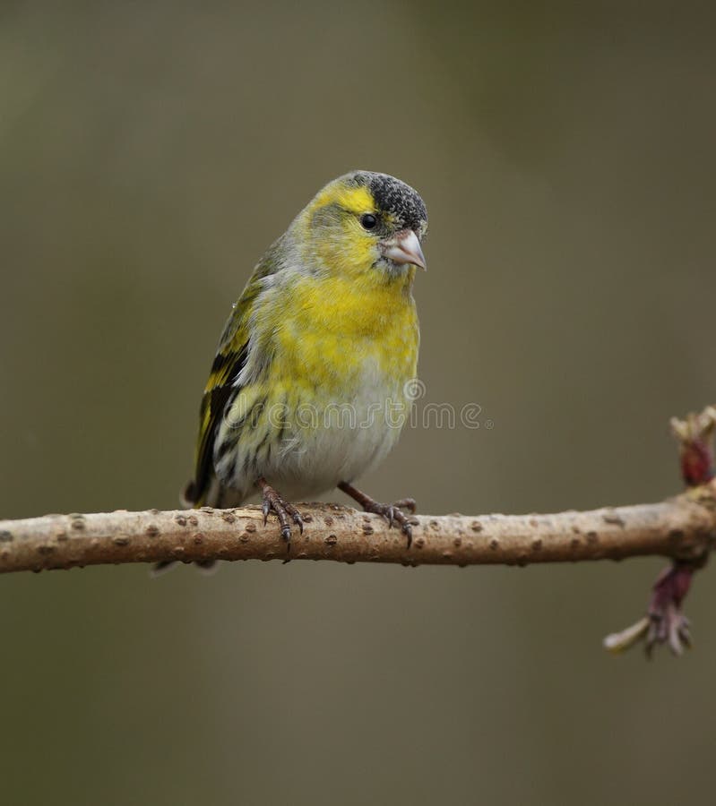 Siskin stock image. Image of flying, perched, colourful - 67424233