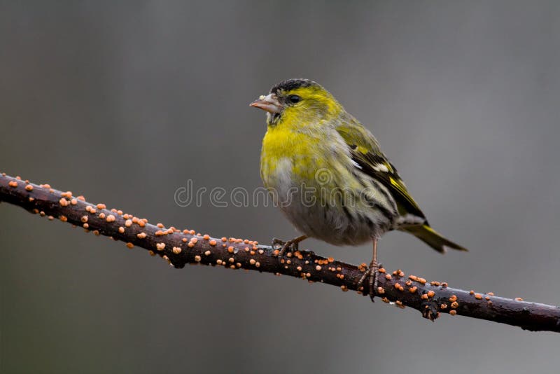 Siskin Carduelis Spinus Male Stock Photo - Image of eating, resting ...
