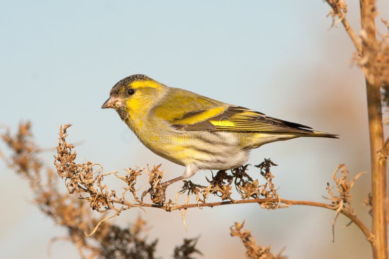 Siskin, male stock photo. Image of portrait, male, yellow - 16796592