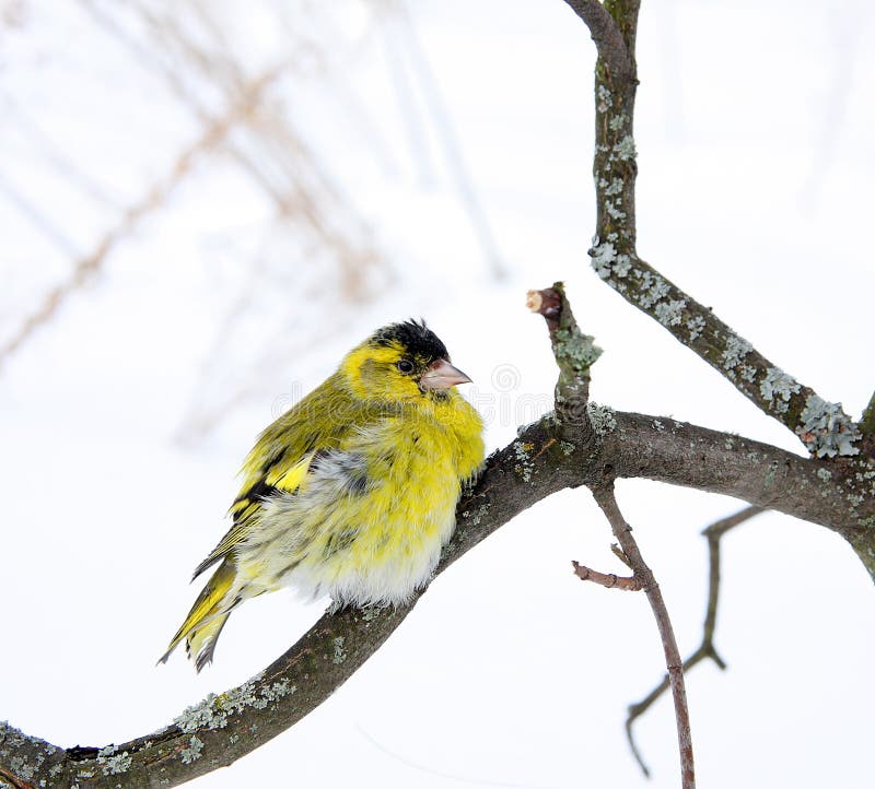 Siskin stock image. Image of cold, grey, winter, wildlife - 86383865