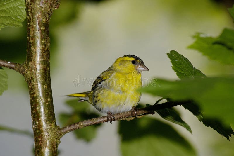 Vogel - Groene Vink (chloris Carduelis) Stock Afbeelding - Image of ...