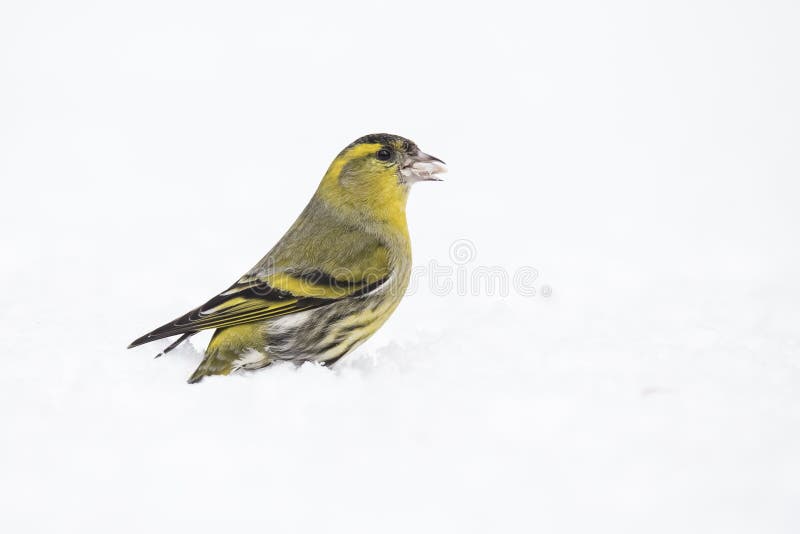 Siskin, Spinus spinus stock photo. Image of winter, siskin - 132843296