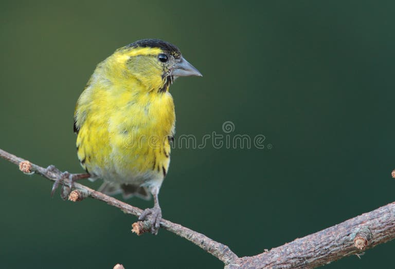 Siskin. stock photo. Image of siskin, wild, twig, side - 32466792