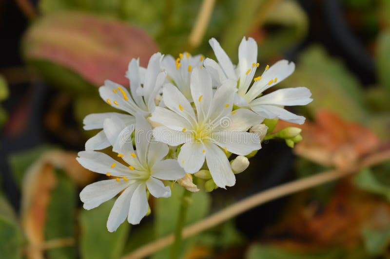 Siskiyou lewisia stock image. Image of lewisia, close - 152914117