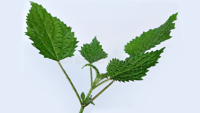 Sisnu Plant Best Nepali Greens Vegetable Stock Image - Image of greens ...
