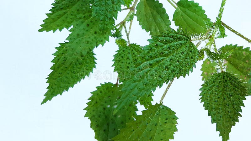 Sisnu Plant Stock Photos - Free & Royalty-Free Stock Photos from Dreamstime